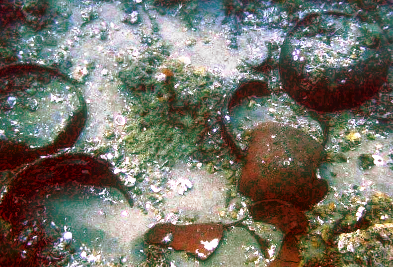 Gallery - Underwater_IQA